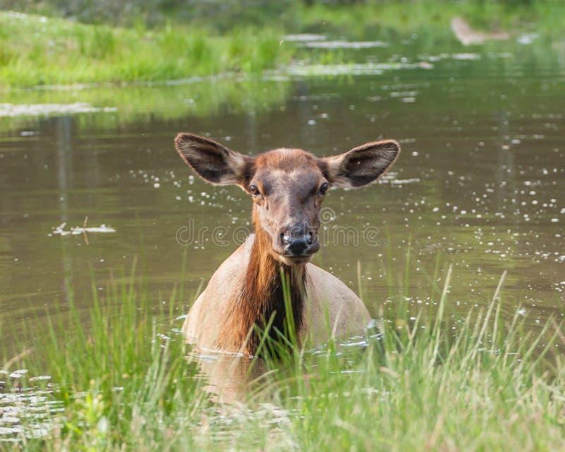 Alce Fêmea Em Pé E a Olhar Para a Câmara, Parque Nacional De ...