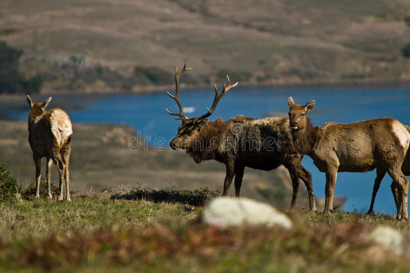 Alce De Tule (Cervus Canadensis) Foto de archivo - Imagen de norte ...