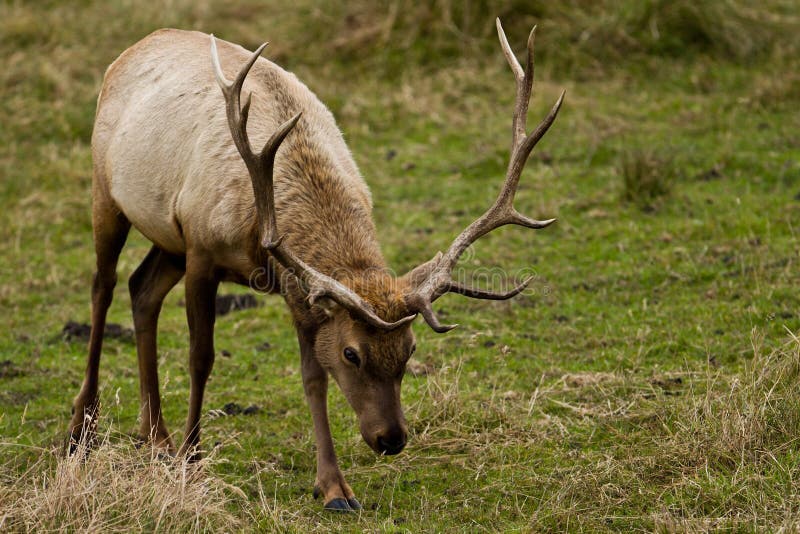 Alces De Tule (canadensis Do Cervus) Imagem de Stock - Imagem de macho ...