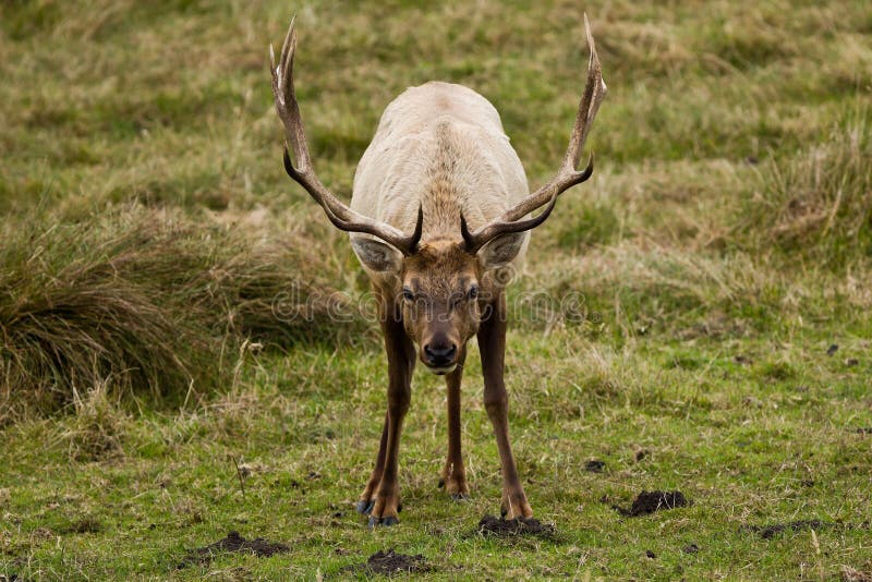 Alces De Tule (canadensis Do Cervus) Foto de Stock - Imagem de animal ...
