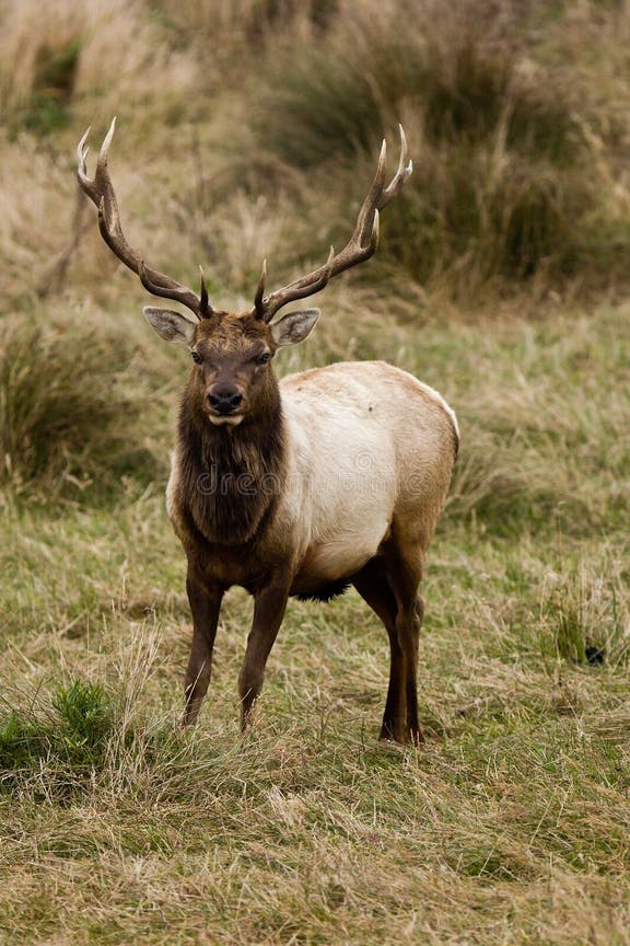 Alces De Tule (canadensis Do Cervus) Foto de Stock - Imagem de ...
