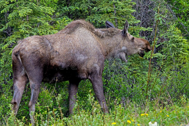 Un alce grande de Bull foto de archivo. Imagen de claxones - 13537440