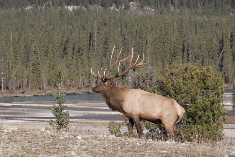 Alces en Canadá imagen de archivo. Imagen de alberta - 13653455