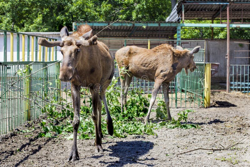 Alces En El Parque Zool?gico Foto de archivo - Imagen de doméstico, naturalizado: 152347434