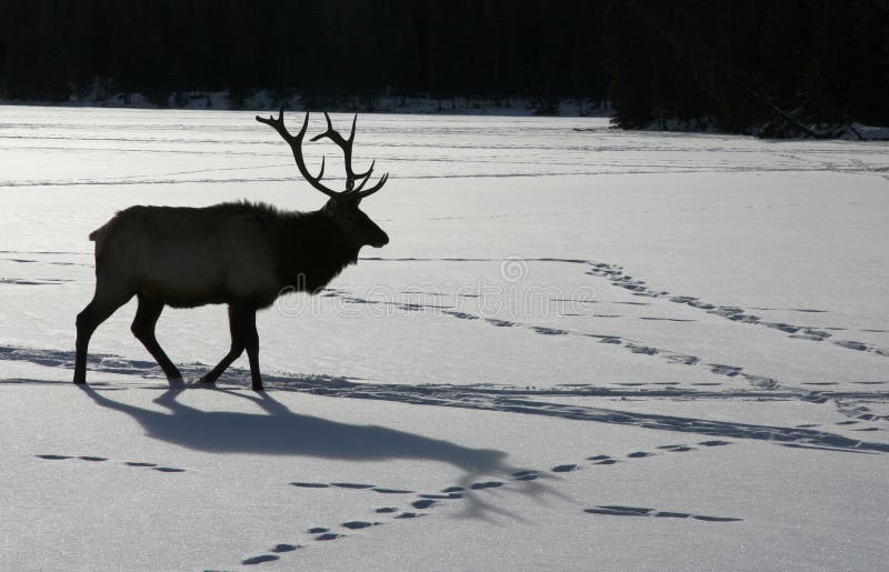 Alces En Invierno Canadiense Foto de archivo - Imagen de invierno, lago ...