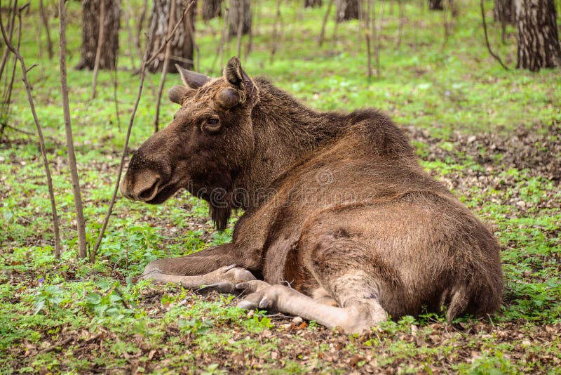 Touro Europeu Do Alces Do Alces Dos Alces Ou Dos Alces Com Chifres De ...