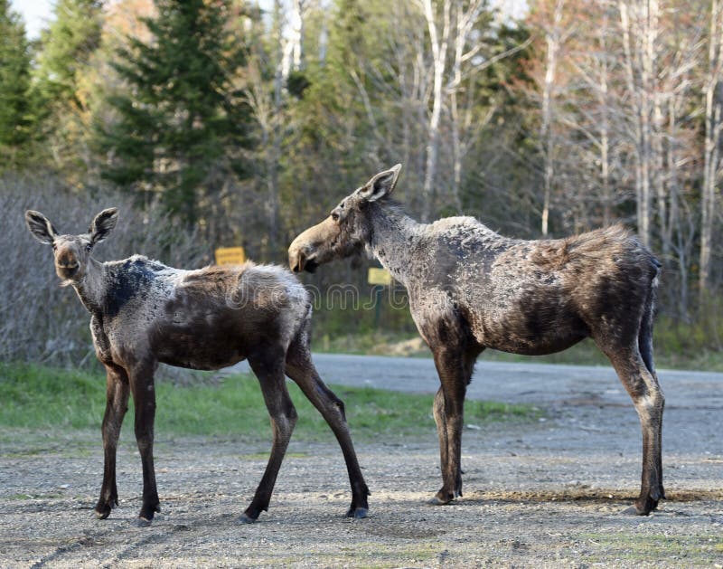 Alces Fêmeas E Vitela De Um Ano Imagem de Stock Editorial - Imagem de ...