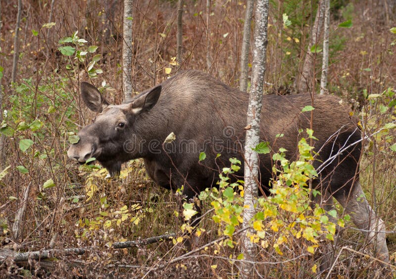Un Alce Grande Con Las Astas En Una Nieve De La Nieve Asalta Alces ...