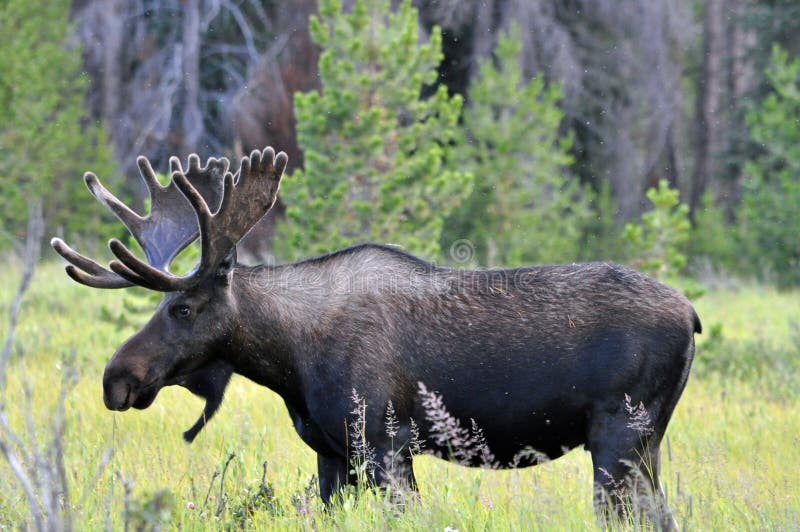 Un Alce Grande Con Las Astas En Una Nieve De La Nieve Asalta Alces ...