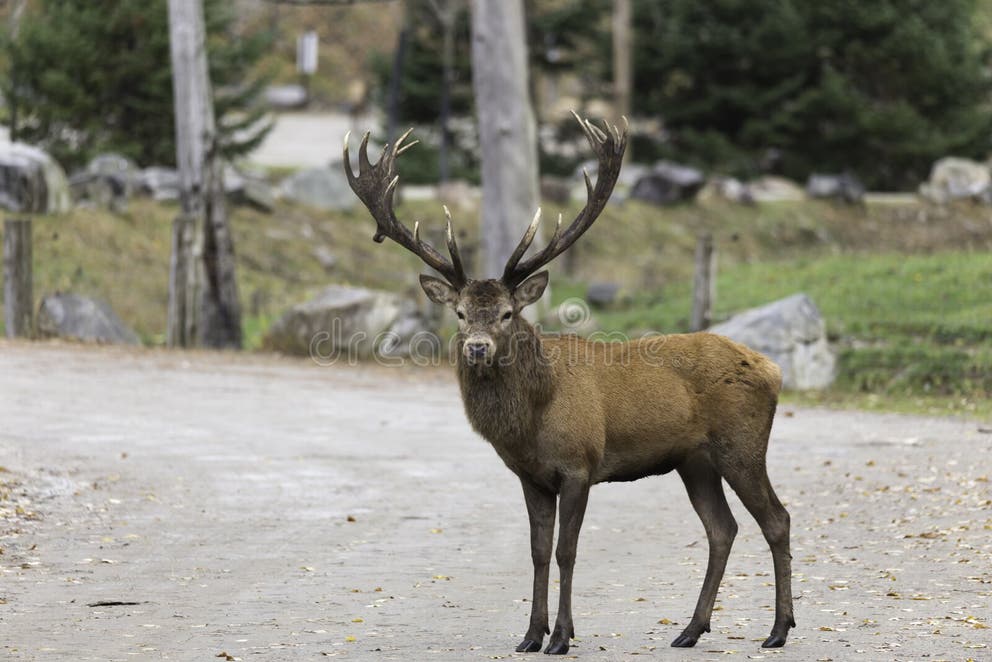 Alces grandes en el bosque foto de archivo. Imagen de reventar - 45820304