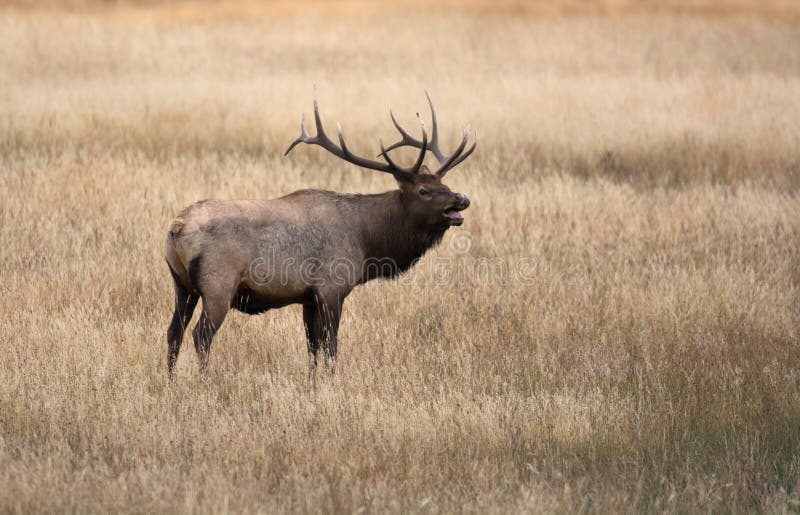 Alces norte-americanos foto de stock. Imagem de wildlife - 45609392