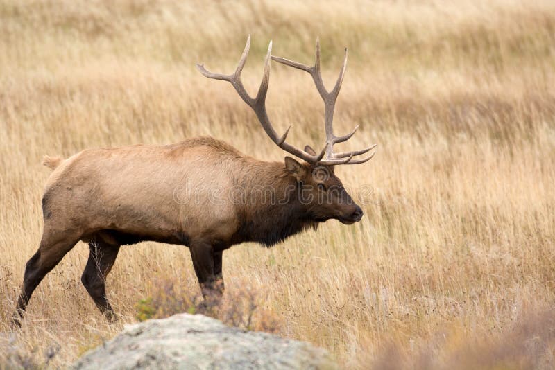 Alces norteamericanos foto de archivo. Imagen de nelson - 50006474