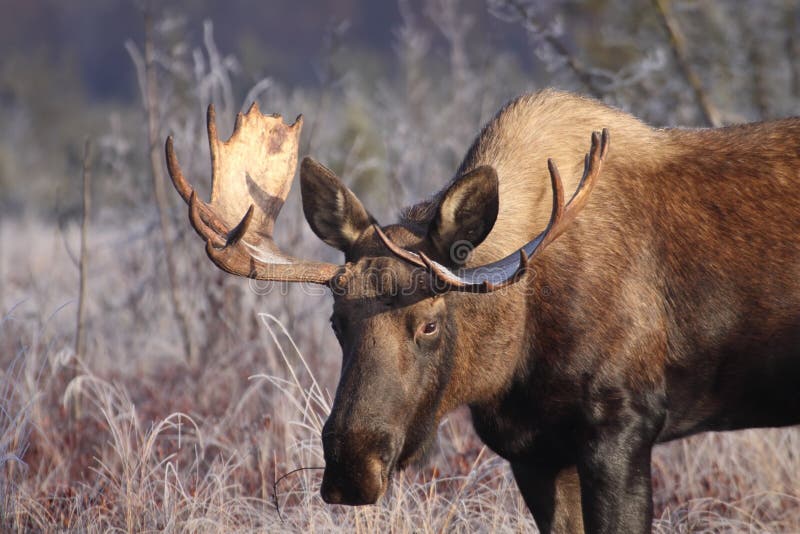 Alces de Alaska Bull foto de stock. Imagem de nave, vagabunda - 22555198