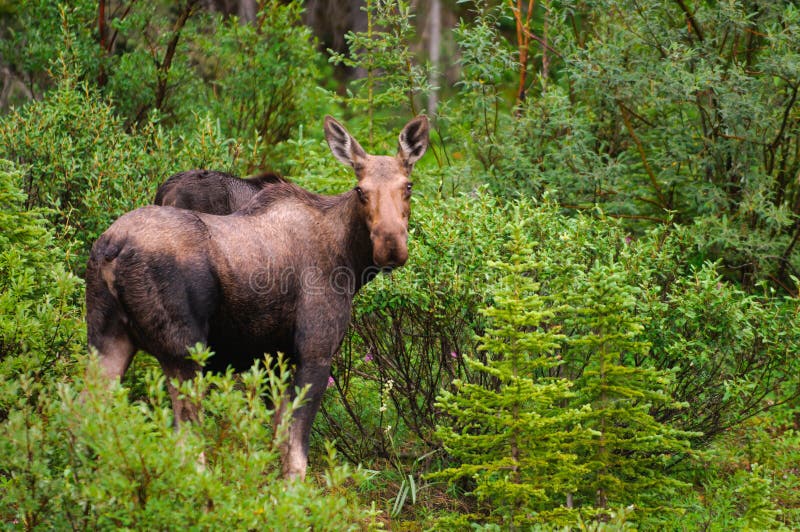 Alces selvagens foto de stock. Imagem de wildlife, parque - 22110302