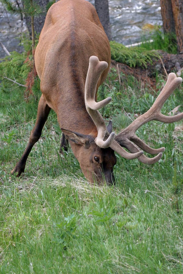 Alces (Wapiti), Canadensis Del Cervus Imagen de archivo - Imagen de ...
