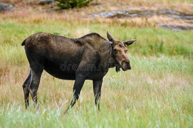 Alces Canadienses Salvajes (alces Del Alces) Imagen de archivo - Imagen ...