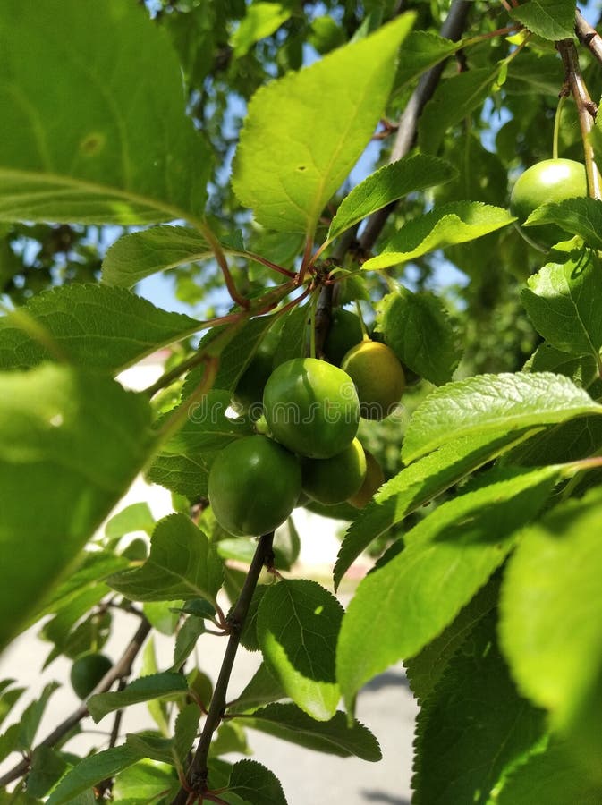 Alcha stock photo. Image of alcha, tree, garden, fruit - 184102802