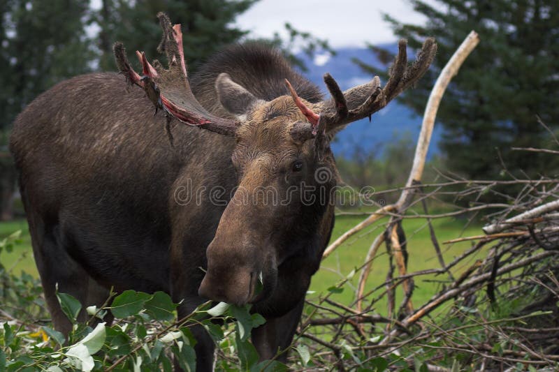 Alce Maschio Vicino a Uno Stagno E Montagne in Alaska Fotografia Stock ...