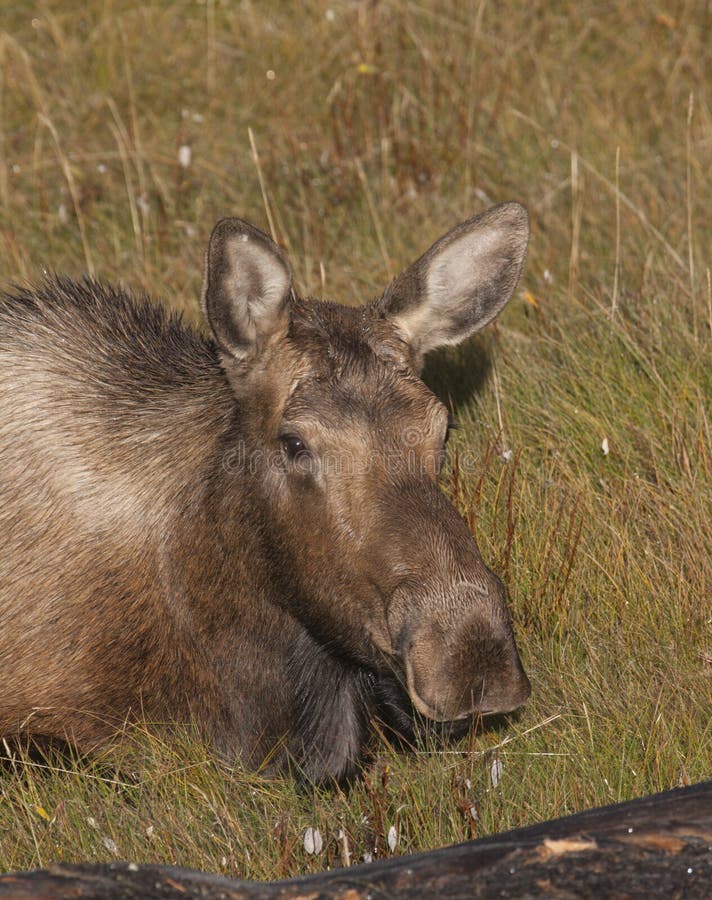 Alci fotografia stock. Immagine di canada, alci, naturalizzato - 13841116