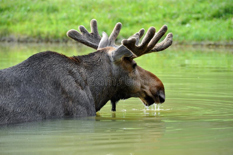 Alci immagine stock. Immagine di bestie, temi, maschio - 16530929