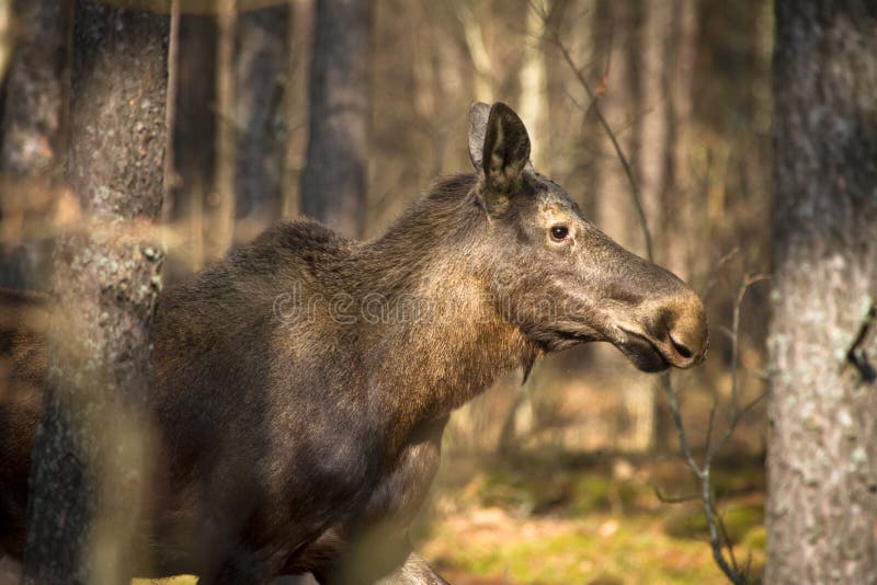 Alci immagine stock. Immagine di orecchi, libertà, animale - 20136789
