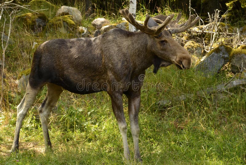 Alci fotografia stock. Immagine di svezia, corna, aperto - 32460026