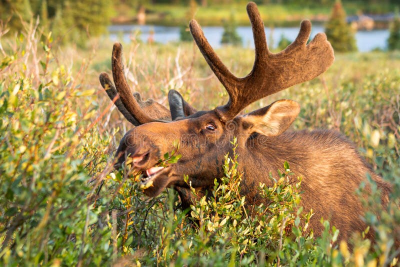 Alce (Alces alces) fotografia stock. Immagine di maschio - 60098916