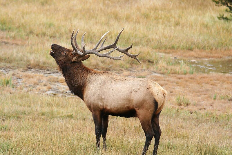 Alci immagine stock. Immagine di alci, nave, viaggiare - 4477065