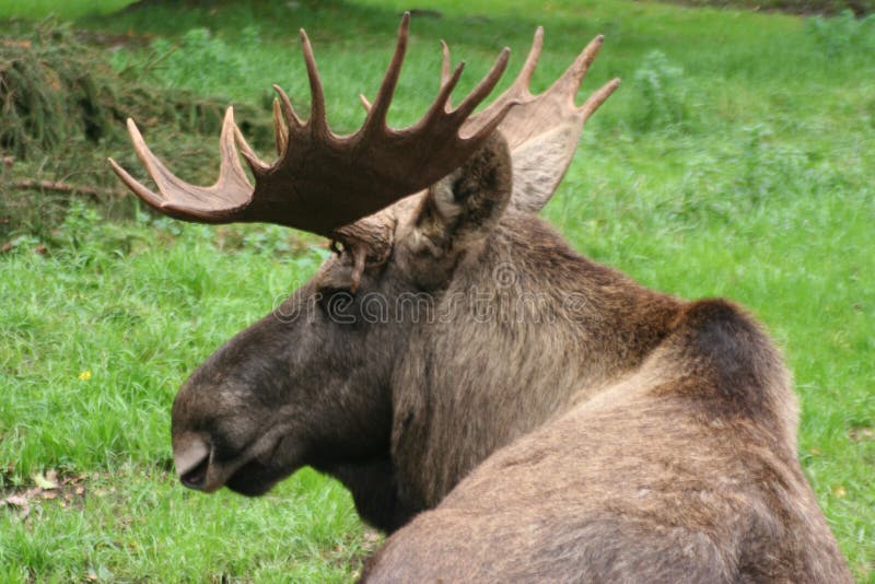 Ritratto Occidentale Maschio Delle Alci (andersoni Di Alces Di Alces ...
