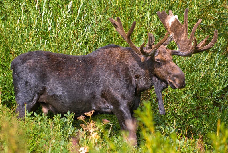 Ritratto Occidentale Maschio Delle Alci (andersoni Di Alces Di Alces ...