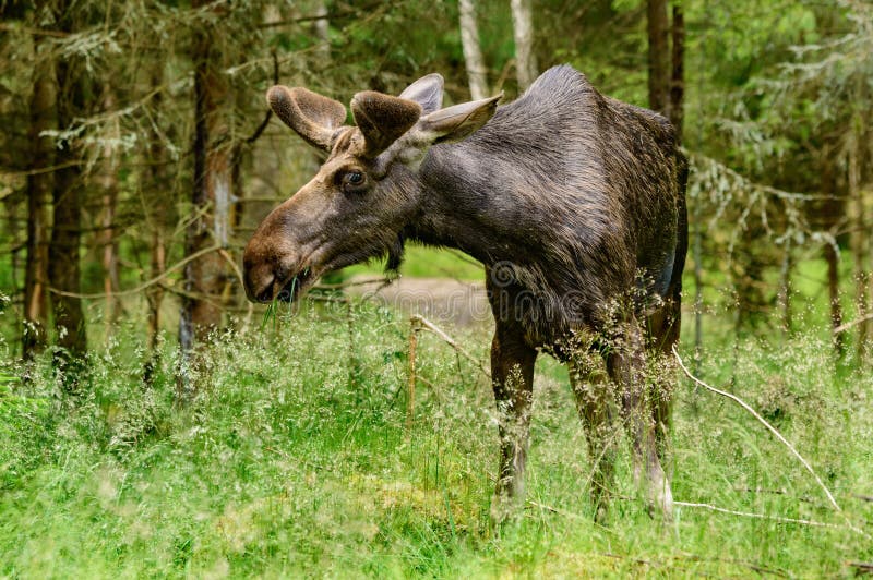 Alci (alces di alces) immagine stock. Immagine di vitello - 60098919