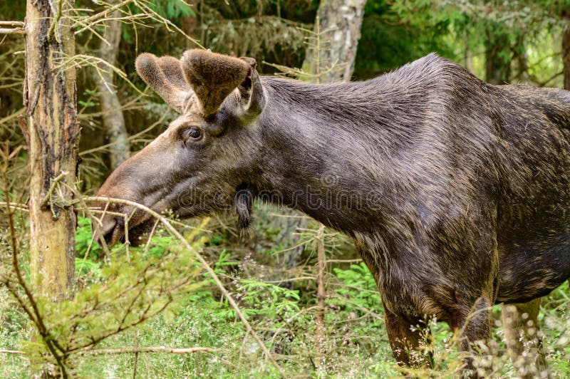 Alci (alces di alces) fotografia stock. Immagine di ritratto - 60098878