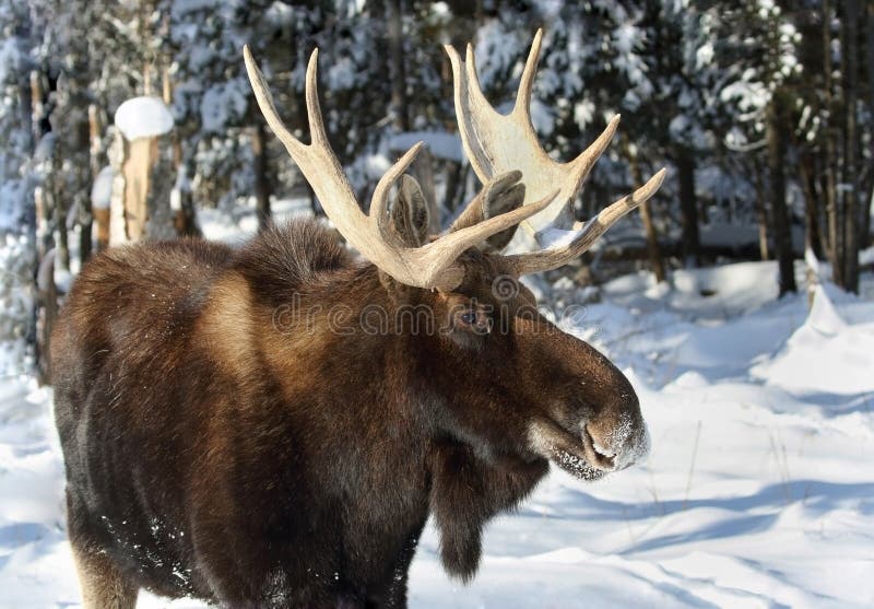 Generi Le Alci Che Attraversano Una Strada Dell'inverno in Svezia ...