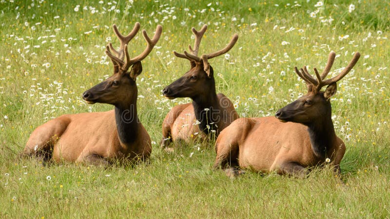 Alci immagine stock. Immagine di filiale, fiori, vivo - 97887113