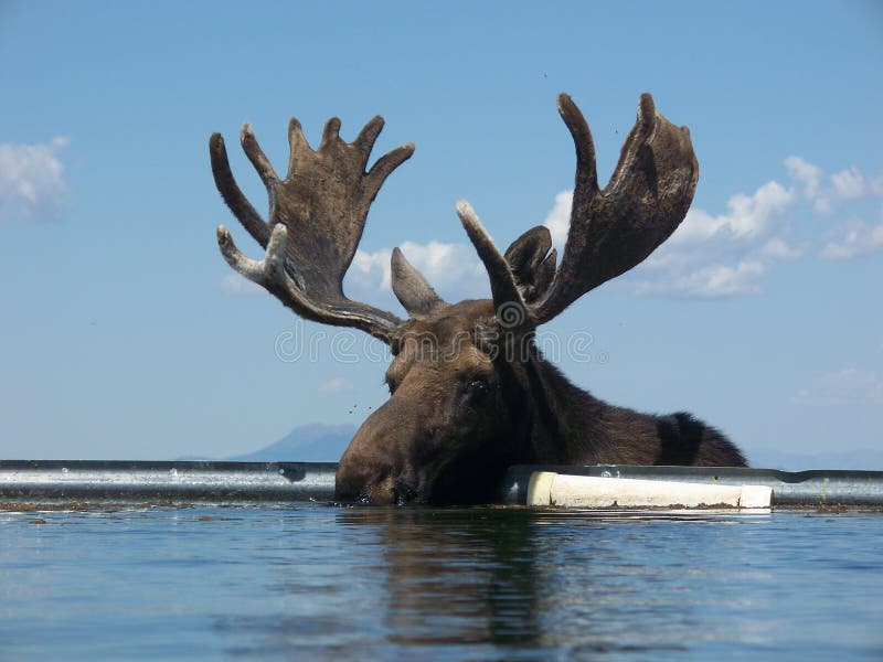 Alci immagine stock. Immagine di alci, sguardo, legno - 2605291