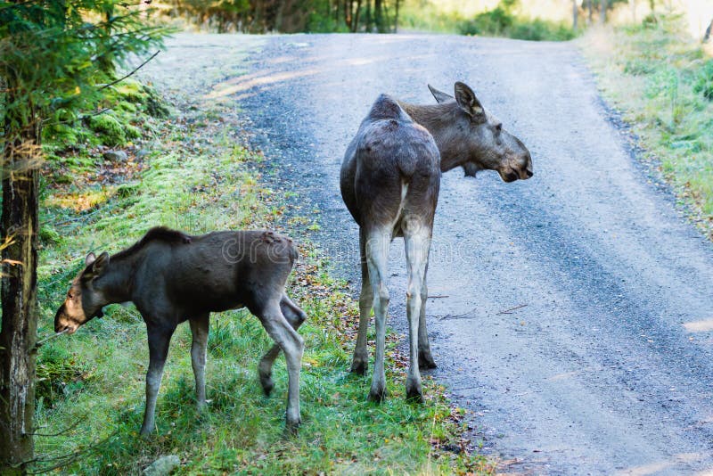 Alci (alces di alces) immagine stock. Immagine di vitello - 60098919