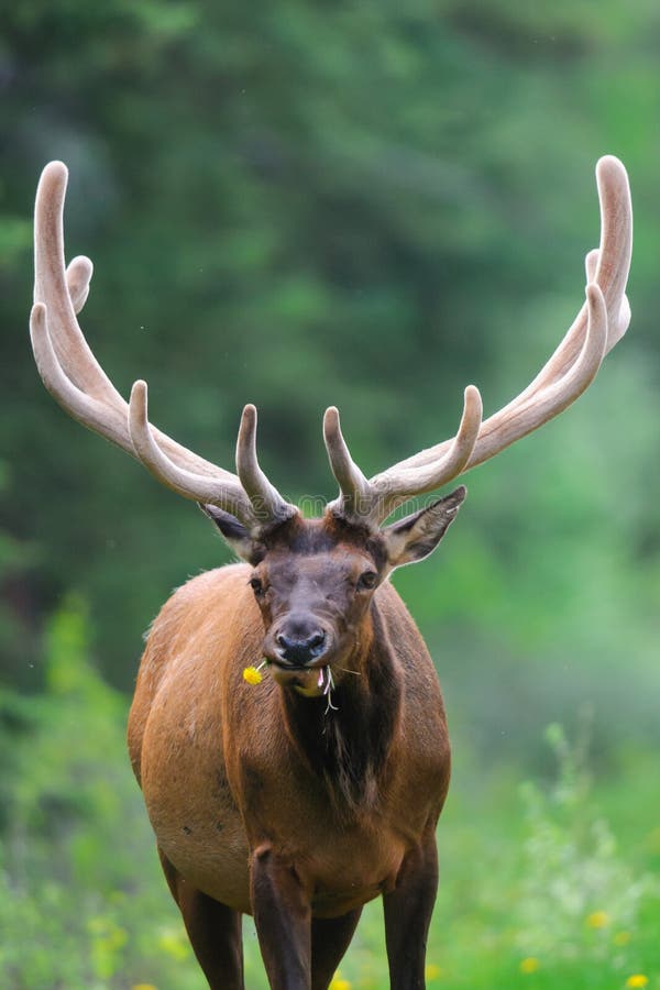 Alci Della Montagna Rocciosa (lat. Canadensis Di Cervo) Immagine Stock ...