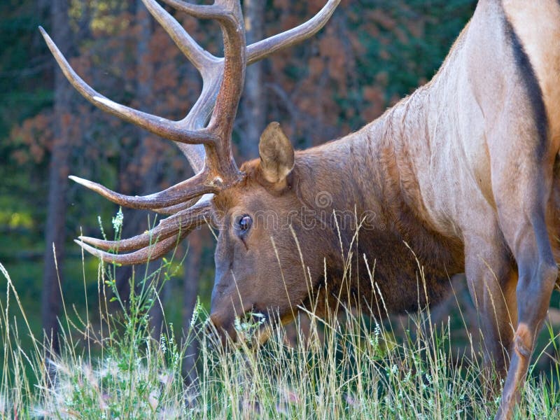 Alci d'alimentazione fotografia stock. Immagine di natura - 403978