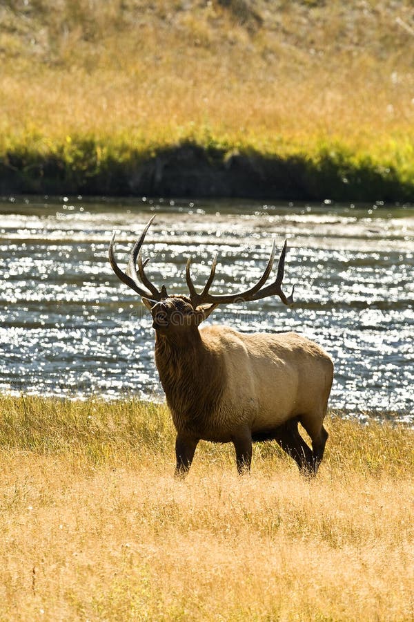 Alce maschio immagine stock. Immagine di alci, animale - 11337337