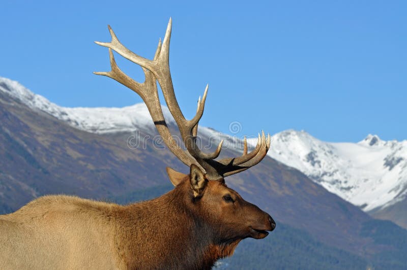 Alci del Bull immagine stock. Immagine di foresta, colline - 16491025