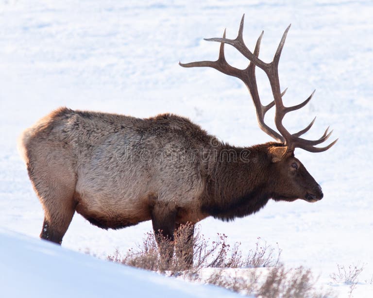 Alce maschio immagine stock. Immagine di gioco, ellowstone - 17550917