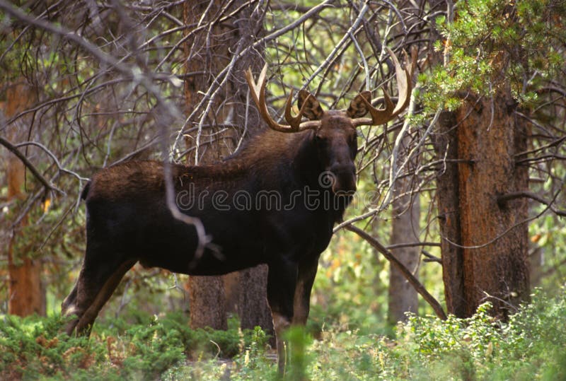 Alce maschio nel bosco immagine stock. Immagine di mammifero - 13499829