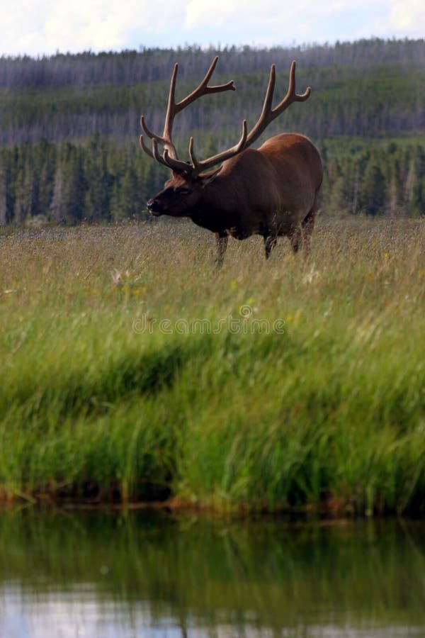 Alce Maschio Vicino Al Ruscello Fotografia Stock - Immagine di corna ...