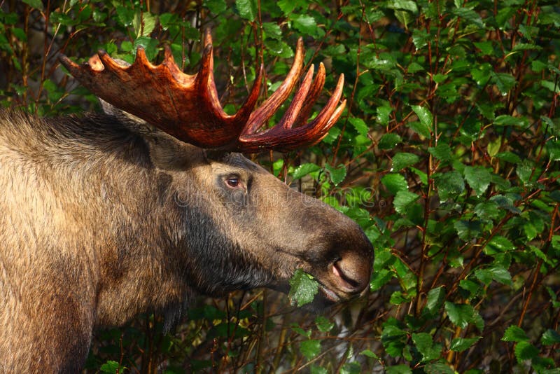 Ritratto Occidentale Maschio Delle Alci (andersoni Di Alces Di Alces ...