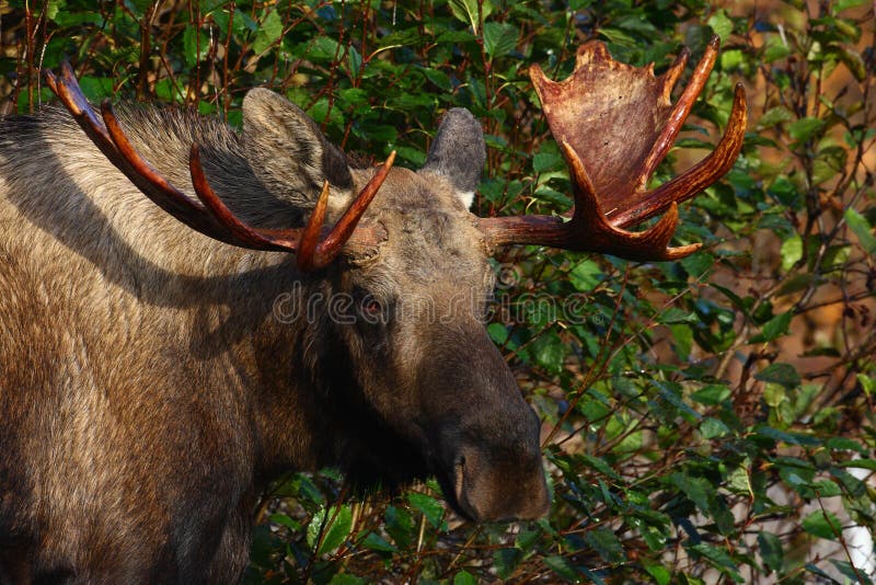 Alci dell'Alaska Bull immagine stock. Immagine di toro - 22293219