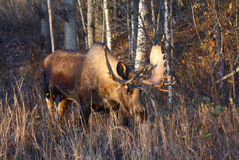 Alci dell'Alaska Bull fotografia stock. Immagine di alci - 22512310