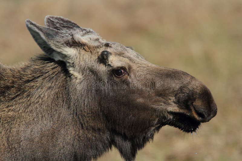 Alci dell'Alaska Bull fotografia stock. Immagine di occhio - 22593228