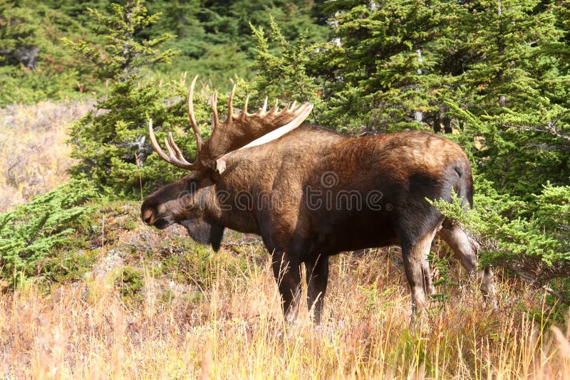Alci dell'Alaska Bull fotografia stock. Immagine di naso - 22886446