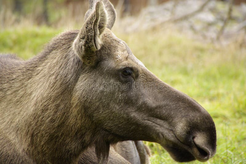 Alci della mucca fotografia stock. Immagine di natura - 22048480
