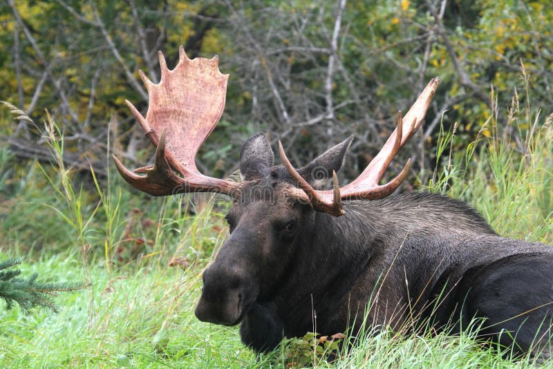 Alci Di Riposo Dell'Alaska Bull Fotografia Stock - Immagine di ungulato ...